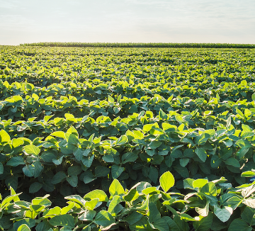 agSeedSelect | DEKALB®, Asgrow® and Deltapine®